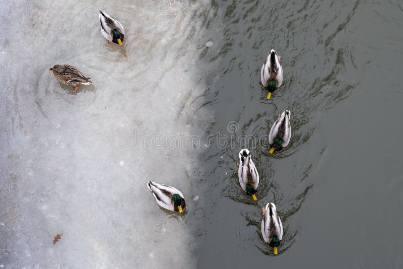 Ducks Viewed from Above in Winter Stock Image - Image of male, outdoors ...