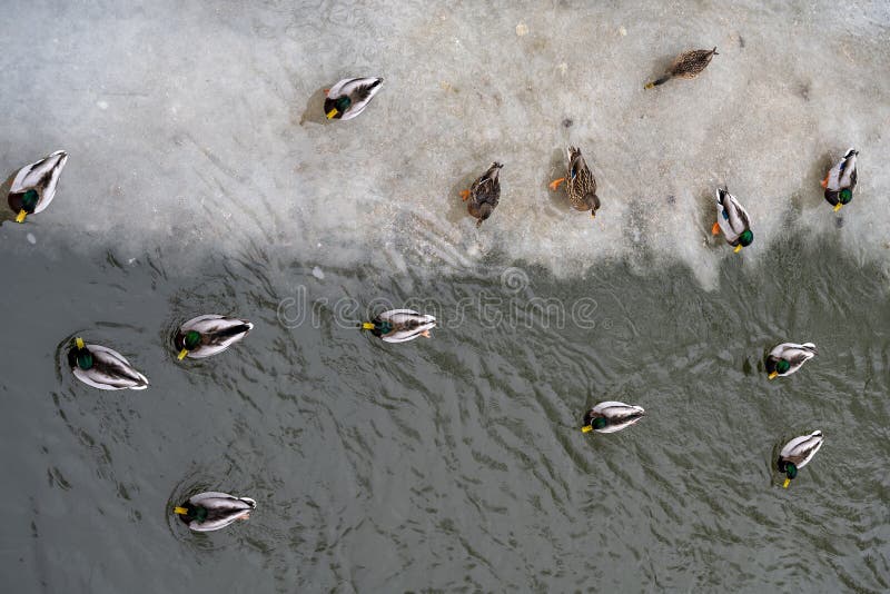 Ducks Viewed from Above in Winter Stock Image - Image of drake, siting ...