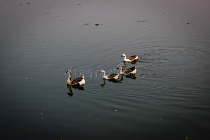 Ducks Waddling through the Lake Stock Photo - Image of waddling ...