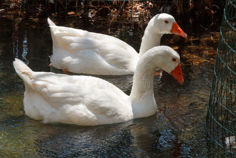 Two Ducks Waiting Outside the Window Stock Image - Image of nature ...