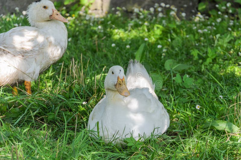 Ducks Walk Around A Home Farm Stock Photo - Image of gosling, family ...