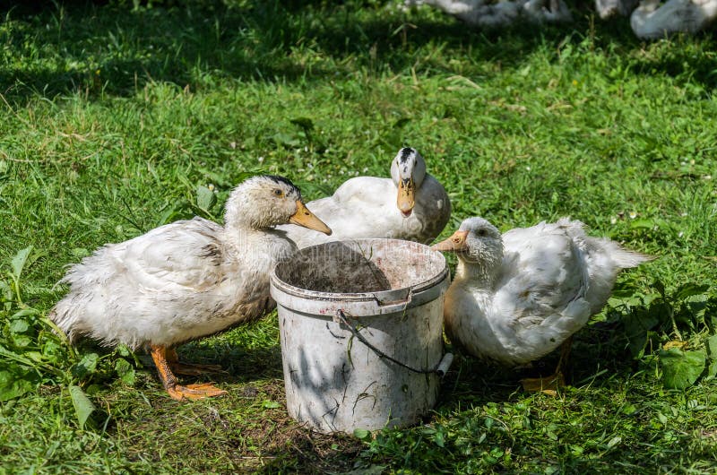 Ducks Walk Around a Home Farm Stock Image - Image of gosling, birds ...
