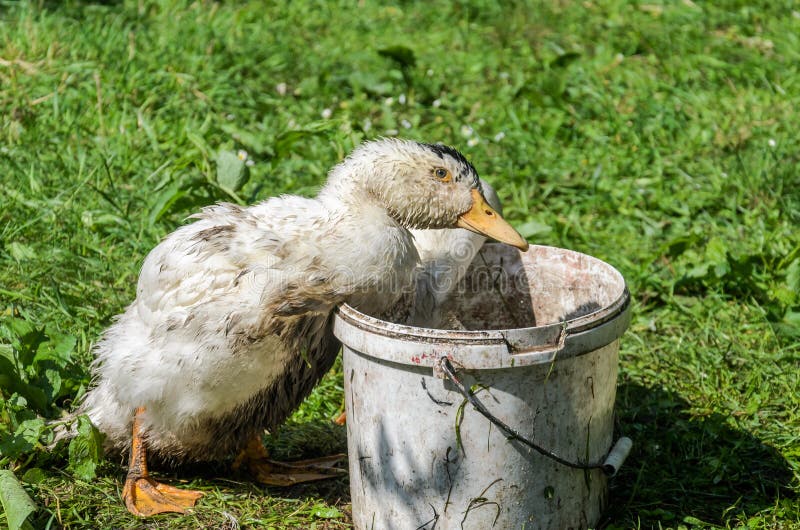 Ducks Walk Around a Home Farm Stock Image - Image of gosling, feathers ...