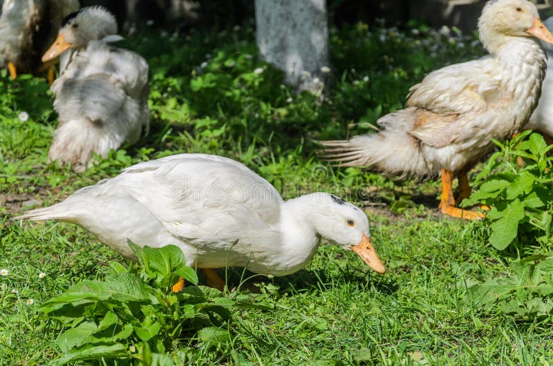 Ducks Walk Around a Home Farm Stock Image - Image of domesticated ...