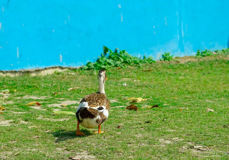 A Ducks Walk at on Grass. Mallard Duck Drake Stock Photo - Image of ...