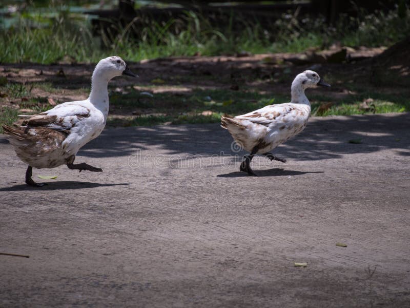Ducks Walking Fast stock image. Image of female, ground - 93150975