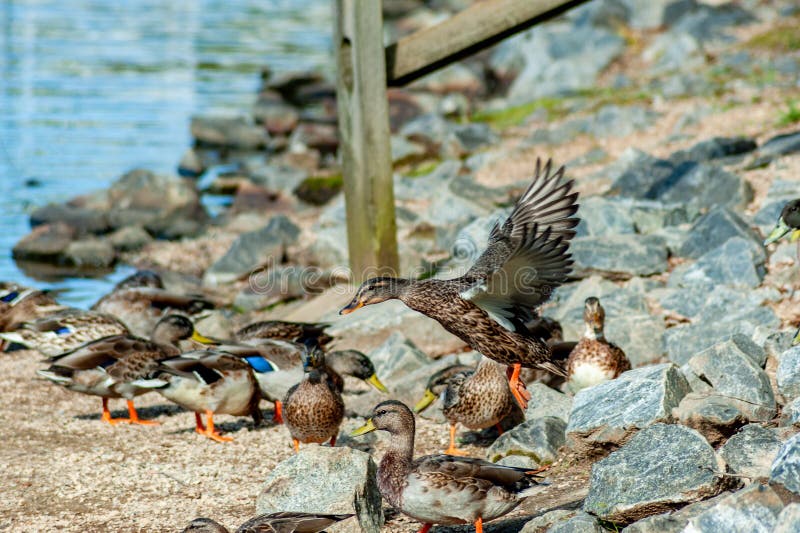 Ducks Walking and Playing Together in the Park Stock Photo - Image of ...