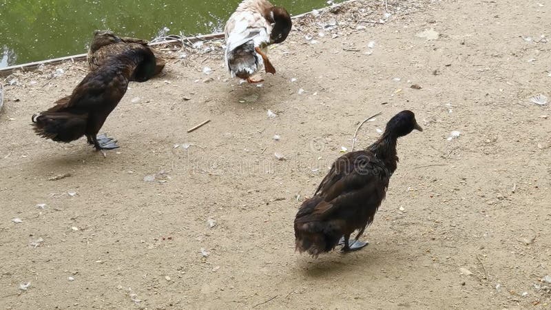 Ducks Walking by a Pond Nature S Tranquil Movement and Curiosity in a ...