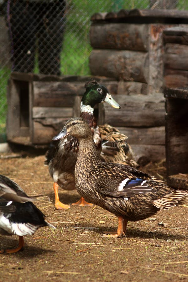 Ducks on the poultry yard stock photo. Image of bird - 150615310