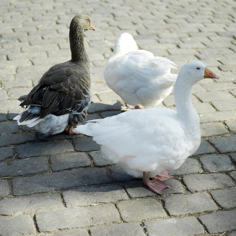 Ducks Wandering Around. Conceptual Image Shot Stock Photo - Image of ...