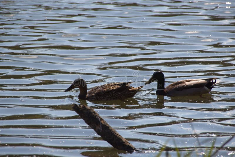 Ducks on the water stock image. Image of black, river - 227263809