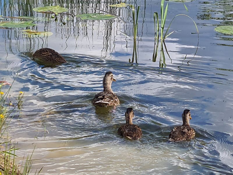 Ducks in the water stock photo. Image of beak, wildlife - 229944696