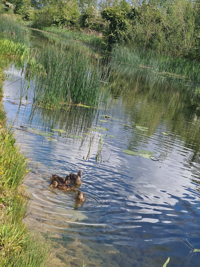 Ducks in the water stock image. Image of reflection - 229944707