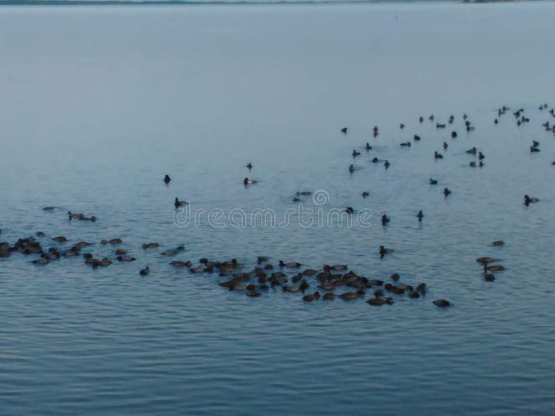 Ducks in Water from a Distance Stock Photo - Image of coast, ocean ...