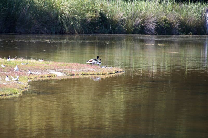 Ducks on the water stock image. Image of wild, green - 254416081