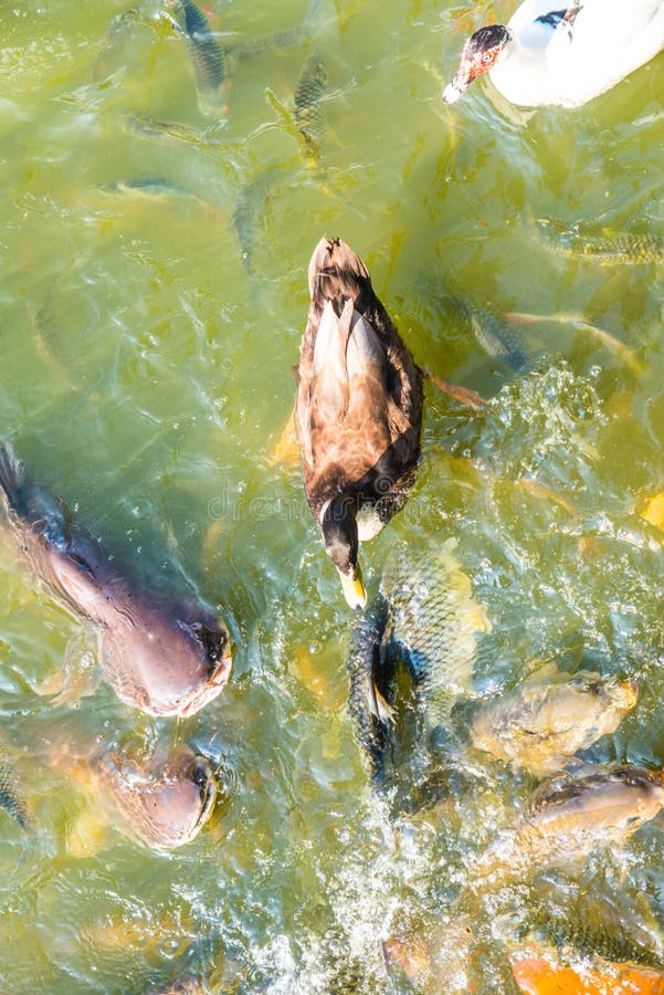 Ducks on Water with Group of Fish Stock Photo - Image of pond, lake ...