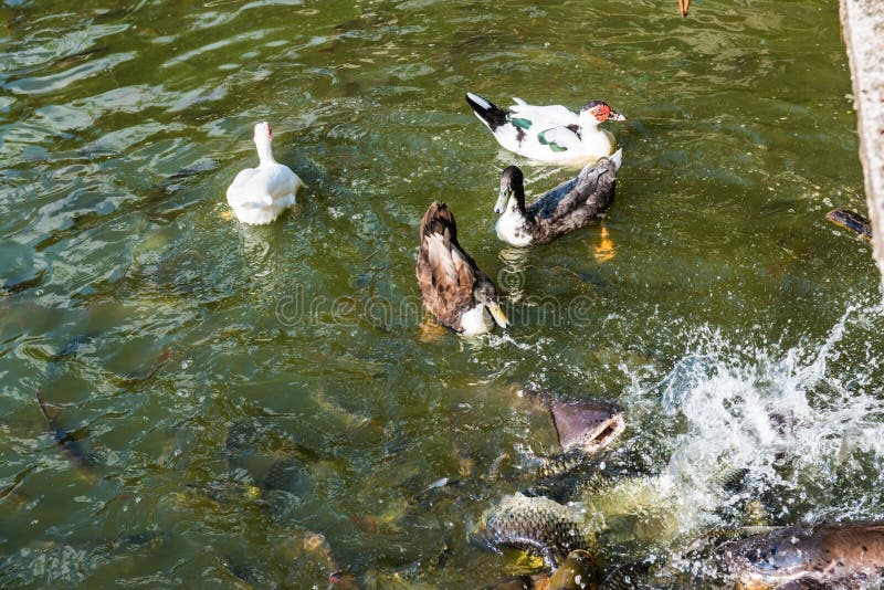 Ducks on Water with Group of Fish Stock Photo - Image of wild, beauty ...