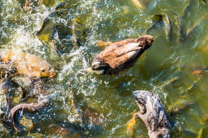 Ducks on Water with Group of Fish Stock Photo - Image of fish, river ...
