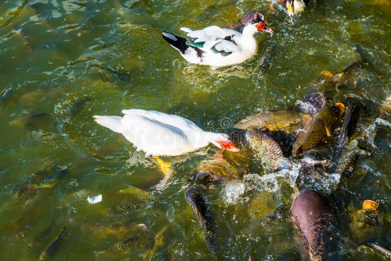 366 Duckling Fish Pond Stock Photos - Free & Royalty-Free Stock Photos ...