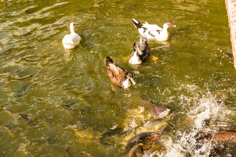 Ducks on Water with Group of Fish Stock Image - Image of background ...