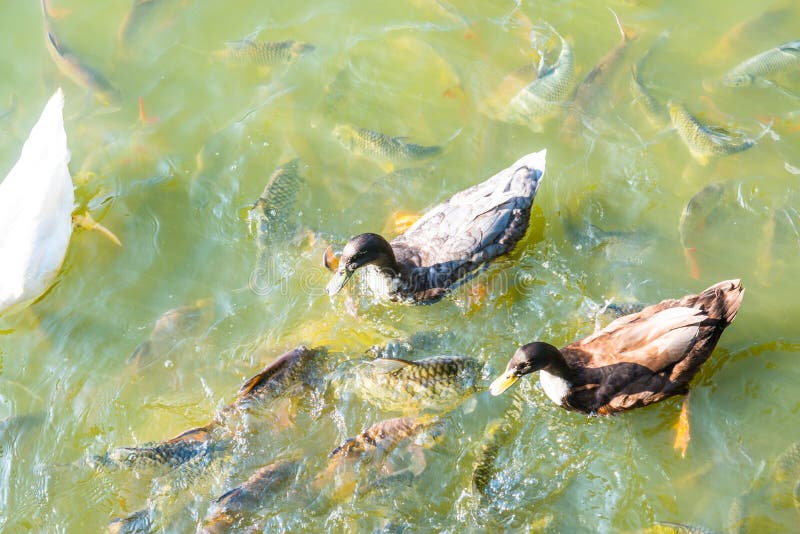 Ducks on Water with Group of Fish Stock Image - Image of pond, duckling ...
