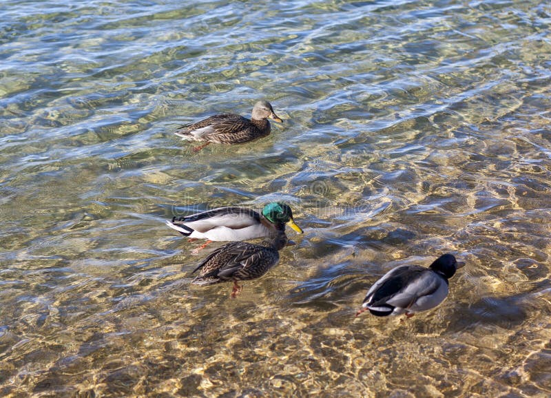 Ducks and Water stock image. Image of ducks, bird, america - 71973335