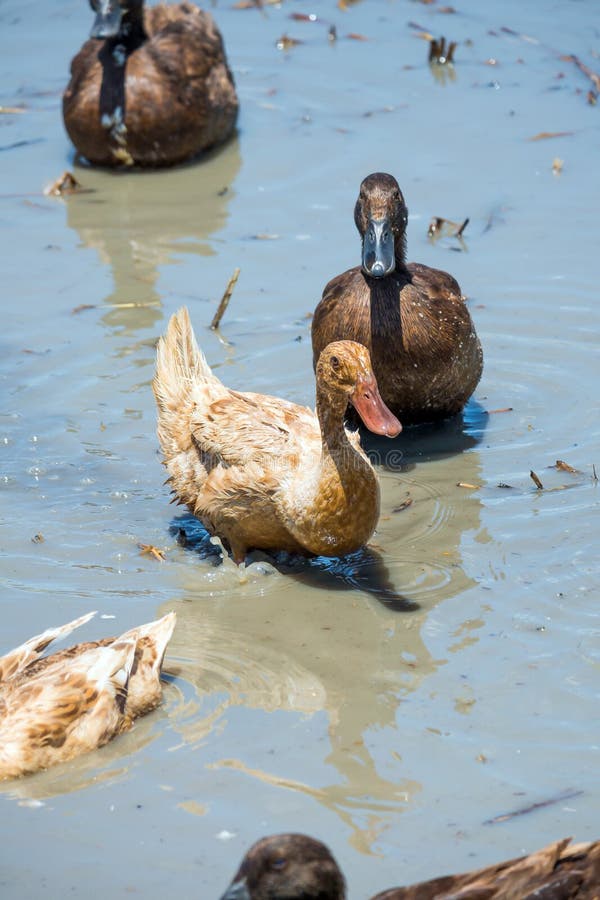 Ducks in the water stock image. Image of goose, agriculture - 54269607