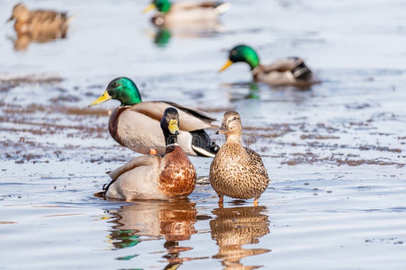 Ducks on the Water in Spring. Wild Ducks Reflected in the Water ...