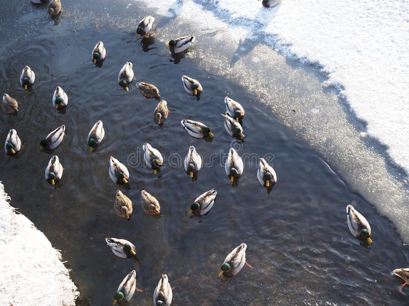 Ducks in Water Top View. Ducks Top View Scene Stock Image - Image of ...