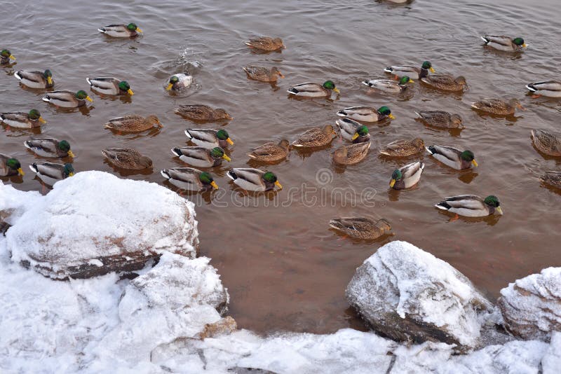 Ducks on the water stock image. Image of cute, river - 135782325