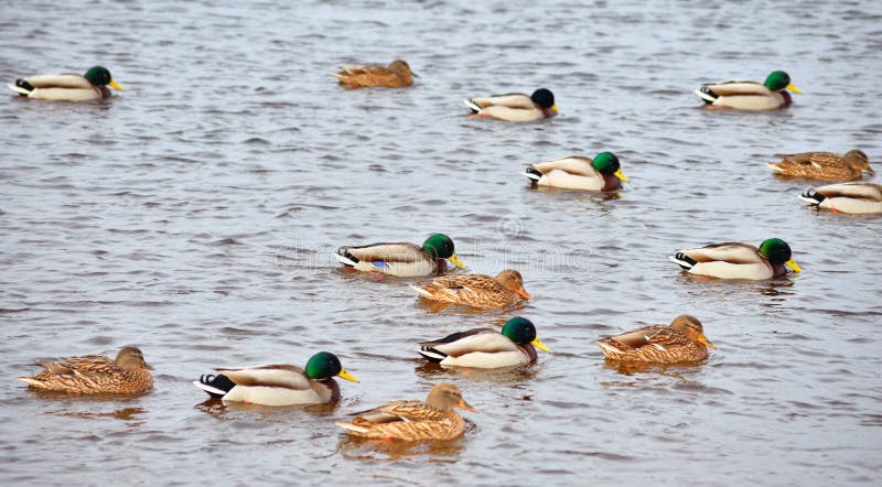 Ducks on the water. stock photo. Image of birdwatching - 84875204