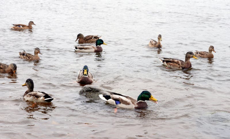 Ducks on the water. stock image. Image of beauty, birding - 92490255