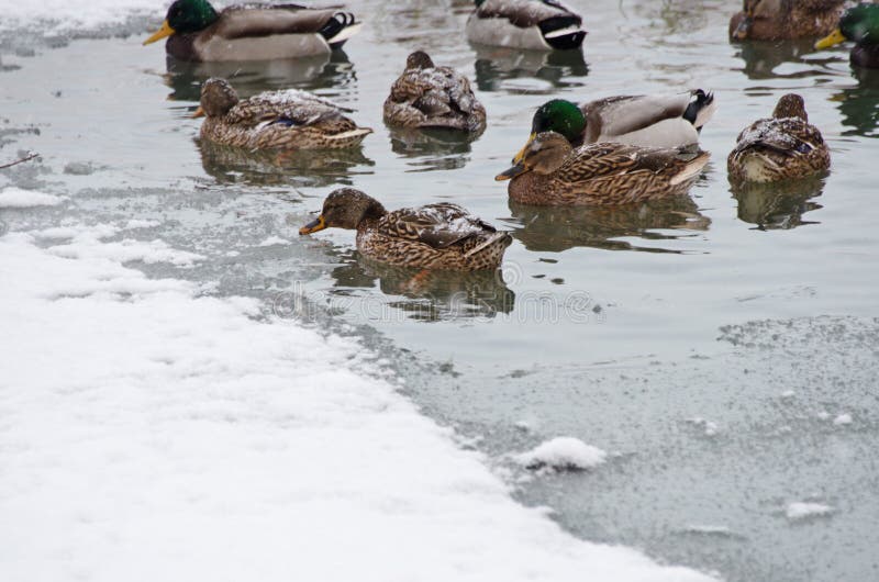 Ducks in winter stock photo. Image of rvenpacurren, weather - 65873528