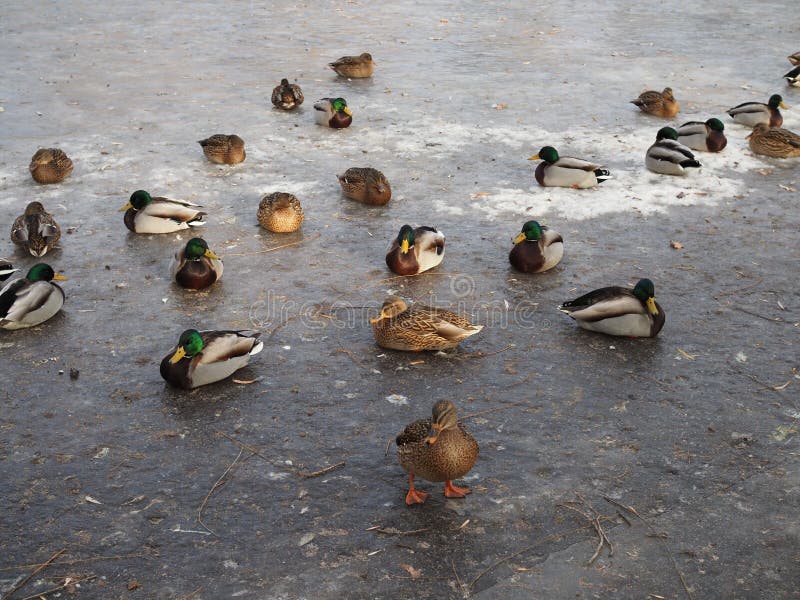 Ducks on Winter Ice River. Winter River Ice Snow Ducks Stock Image ...