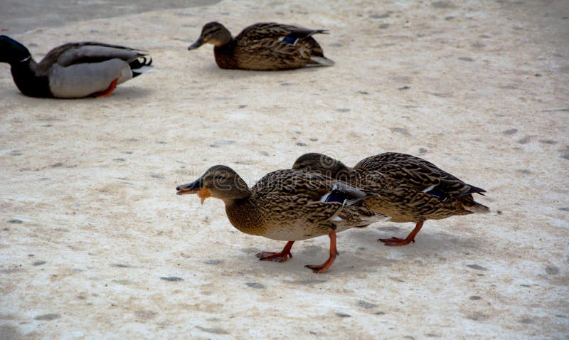 Ducks in winter stock photo. Image of landscape, birds - 86108238