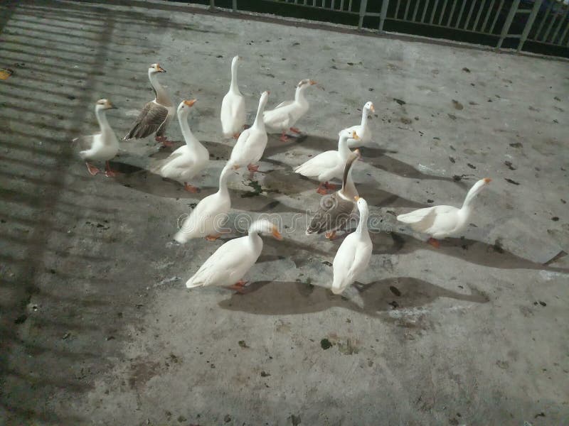 Ducks Work stock photo. Image of hungry, ducks, work - 170355182