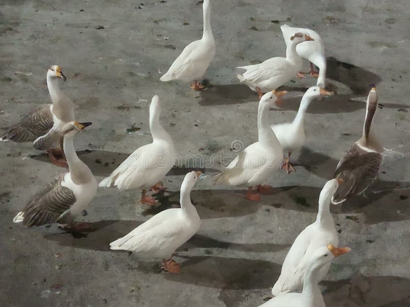 Ducks Work stock photo. Image of hungry, looking, birds - 170355180
