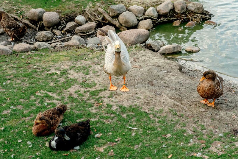 Ducks in the Yard of a Farm Plot on Green Grass Near the Lake Close-up ...