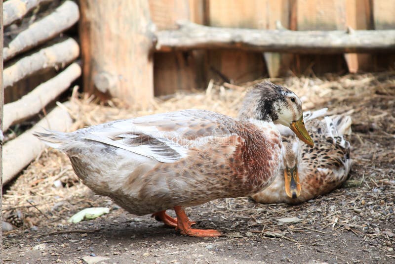 Ducks in the Yard - Poultry on the Farm Stock Photo - Image of duck ...