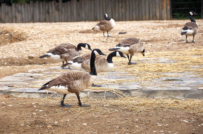 Ducks in a zoo stock image. Image of ducks, bird, prague - 76325375