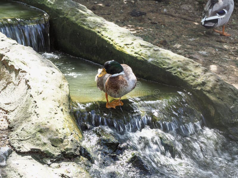 A Picture of Ducks in a Zoo III Stock Photo - Image of bird, animal ...