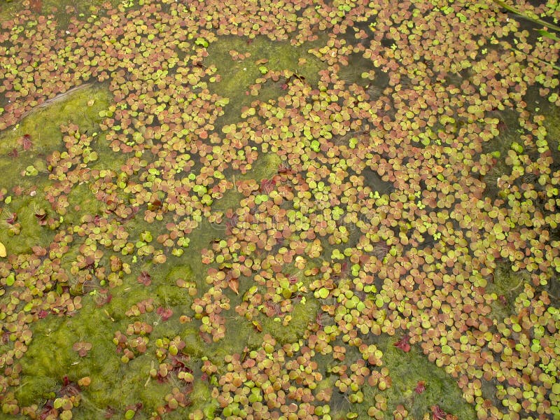Duckweed Background stock photo. Image of duck, lentils - 23588586