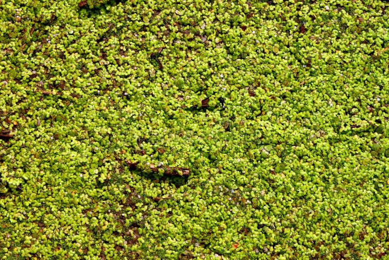 Duckweed Background stock photo. Image of duck, lentils - 23588586