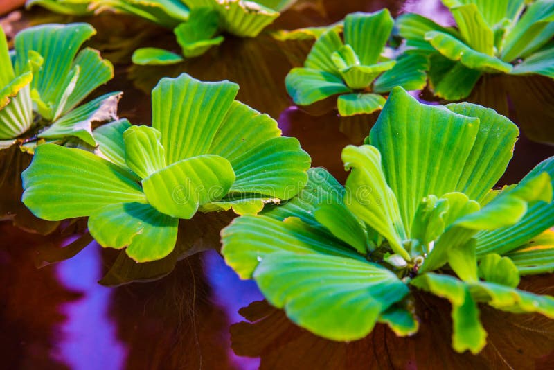 Duckweed on water stock photo. Image of grows, green - 44489114