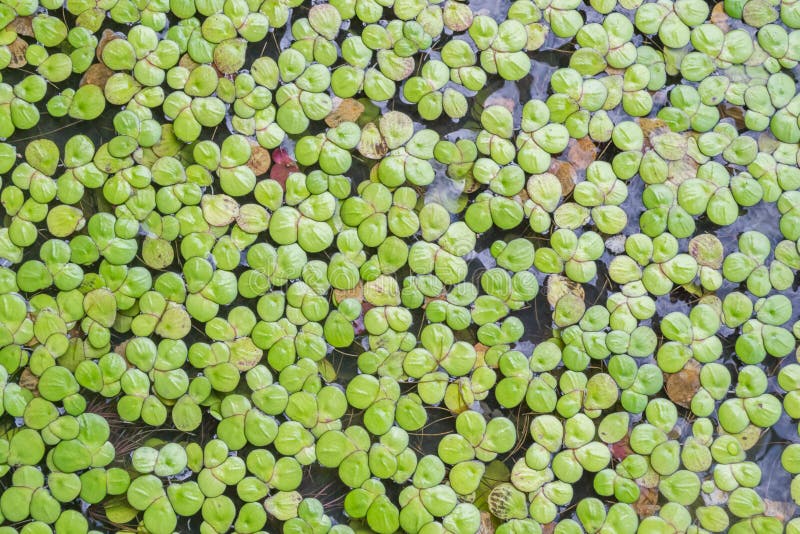 Duckweed Covered on the Water Stock Photo - Image of nature, summer ...