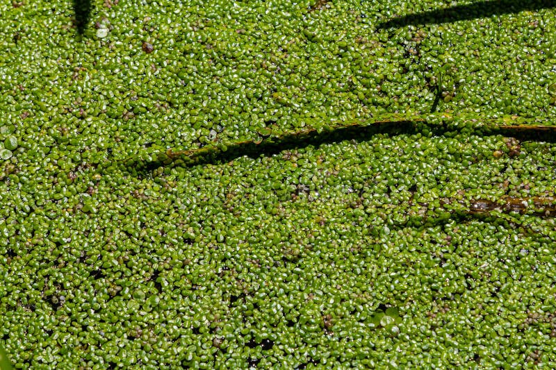 Duckweed - Cultivation of Duckweed. Lemna Trisulca Stock Photo - Image ...
