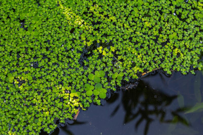 Duckweed - Cultivation of Duckweed. Lemna Trisulca Stock Photo - Image ...