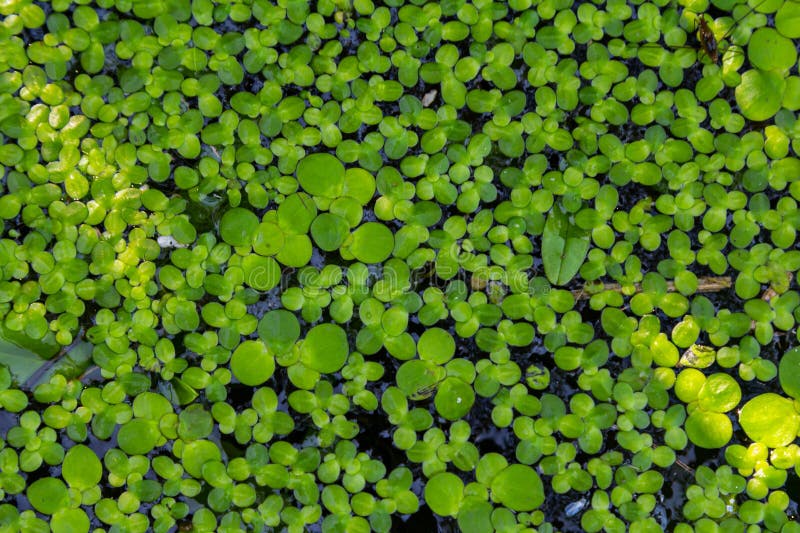 Duckweed - Cultivation of Duckweed. Lemna Trisulca Stock Photo - Image ...