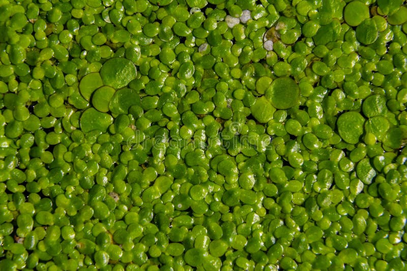 Duckweed - Cultivation of Duckweed. Lemna Trisulca Stock Image - Image ...