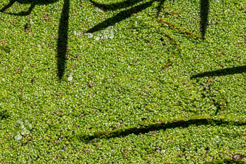 Duckweed - Cultivation of Duckweed. Lemna Trisulca Stock Photo - Image ...
